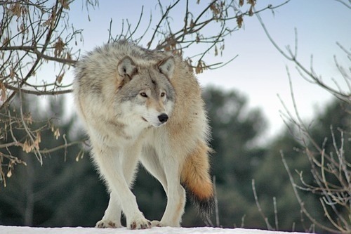 View topic - All Together Wolf RP {Mods Please Lock} - Chicken Smoothie